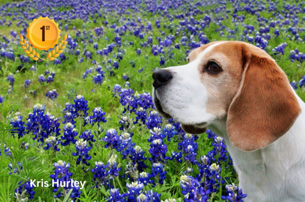 Photo Contest Winners - National Beagle Club Specialty